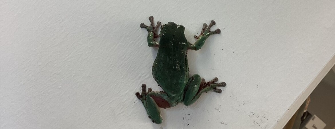 ZooLab – Rainforest Discovery - Latest News - Newcastle Bridges School