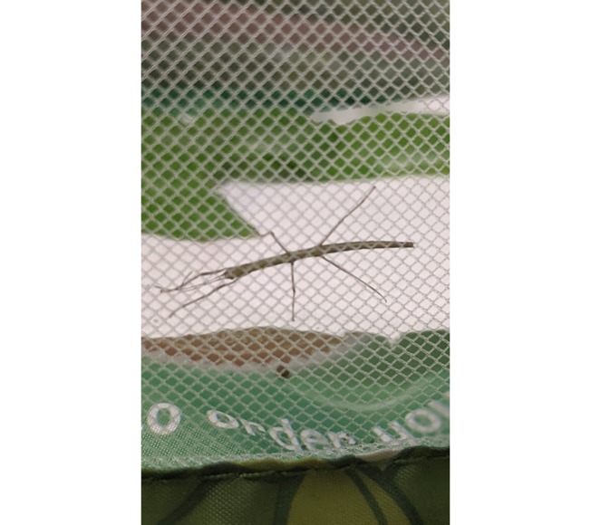 Living Twig Project - Latest News - Newcastle Bridges School